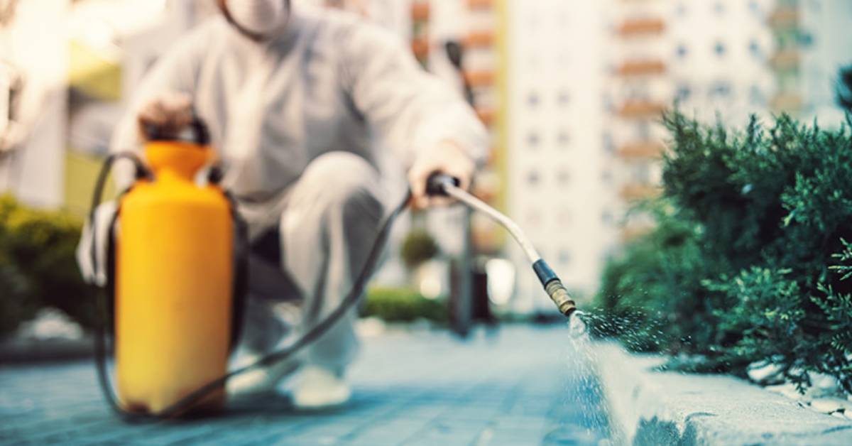 Controle de pragas na Grande Florianópolis | Desratização - Biofly