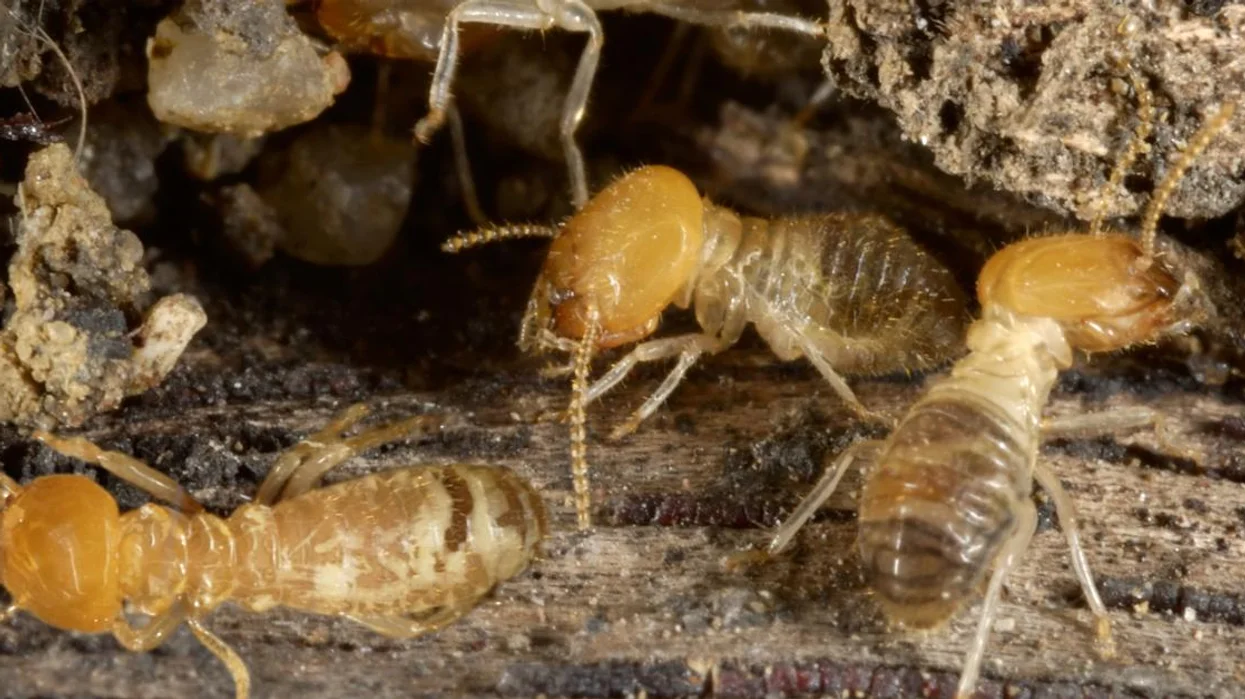 Tipos de cupins: tudo o que você precisa saber - Biofly Controle de Pragas